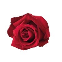 Ocean of Love (Mocca Ecuadorian Roses Bouquet) | Knots.ph