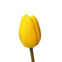 Tulip Tides (Pink Tulips Bouquet) | Knots.ph
